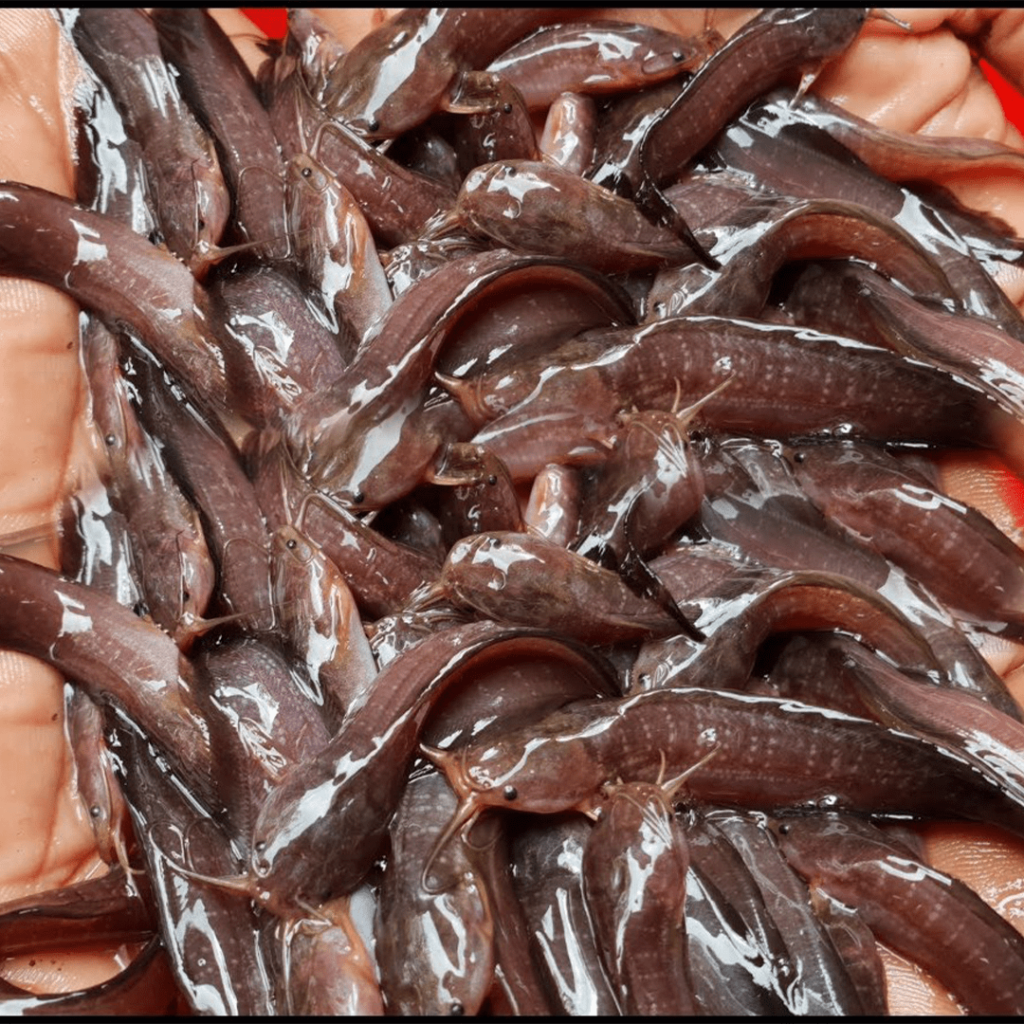 All Fish Seeds - Shakib Agrotech Ltd